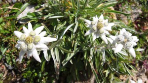 Himalayan Edelweiss